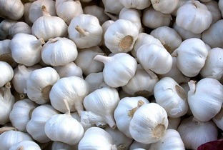 Garlic: pretty much the best thing ever - Streets Of Toronto