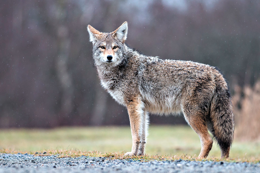 What you need to know about Toronto's most feared wildlife | TRNTO.com
