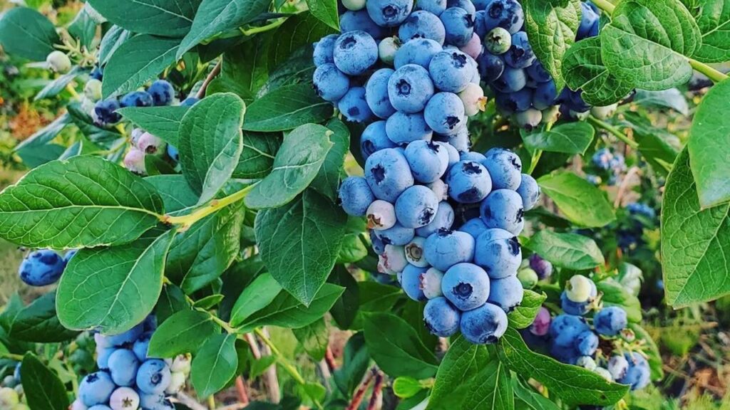 The best farms to pick your own blueberries near Toronto
