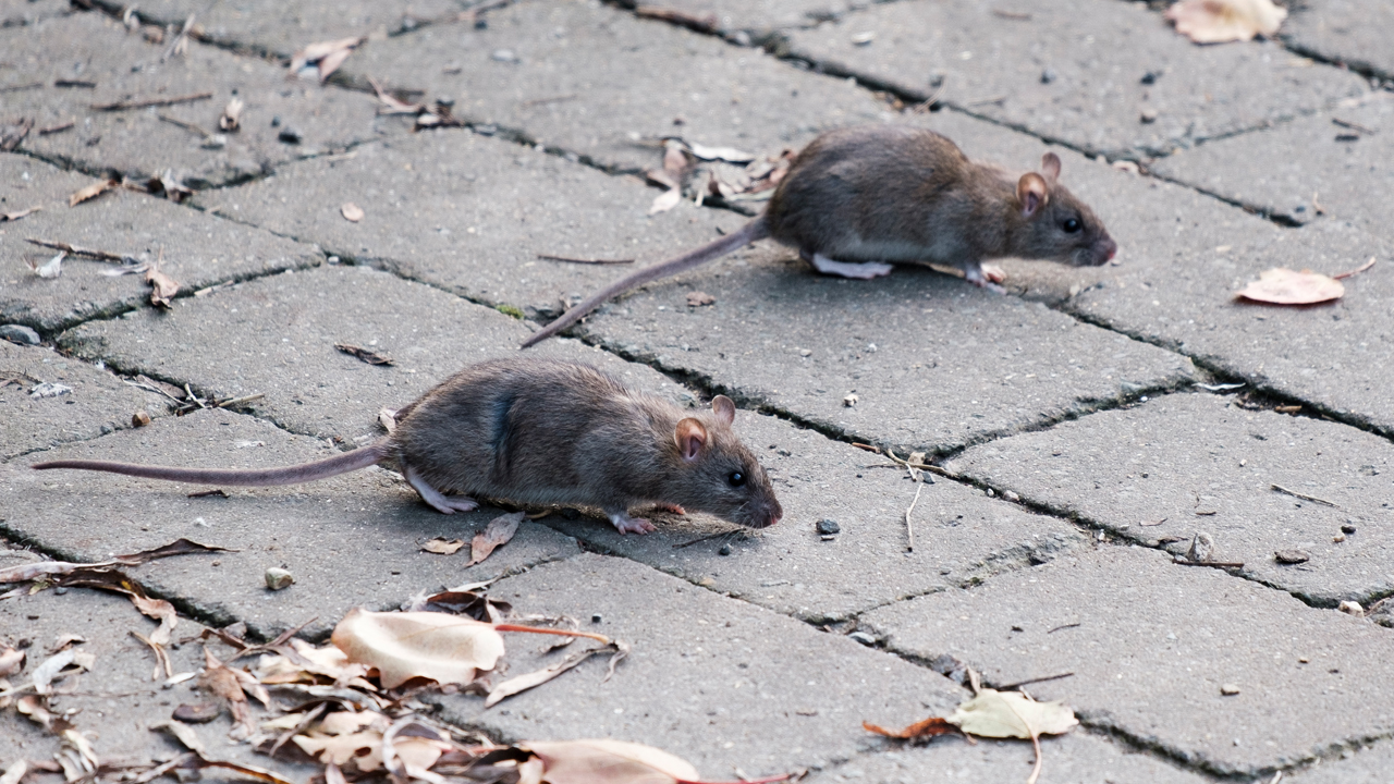 Oh rats, Toronto tops list of Canadian cities for rodent infestations ...