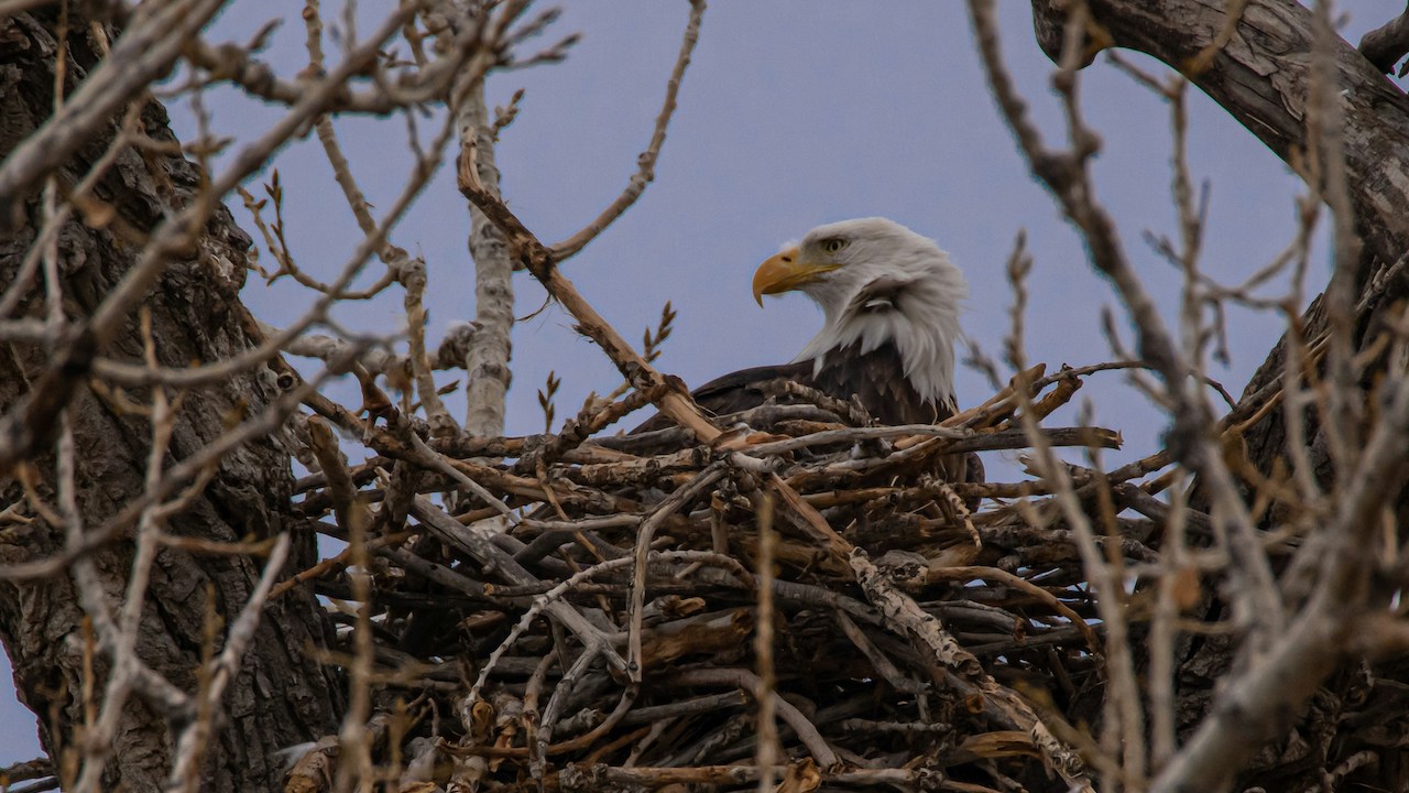 The eagle has landed: First bald eagle found in Toronto in at least 100 ...