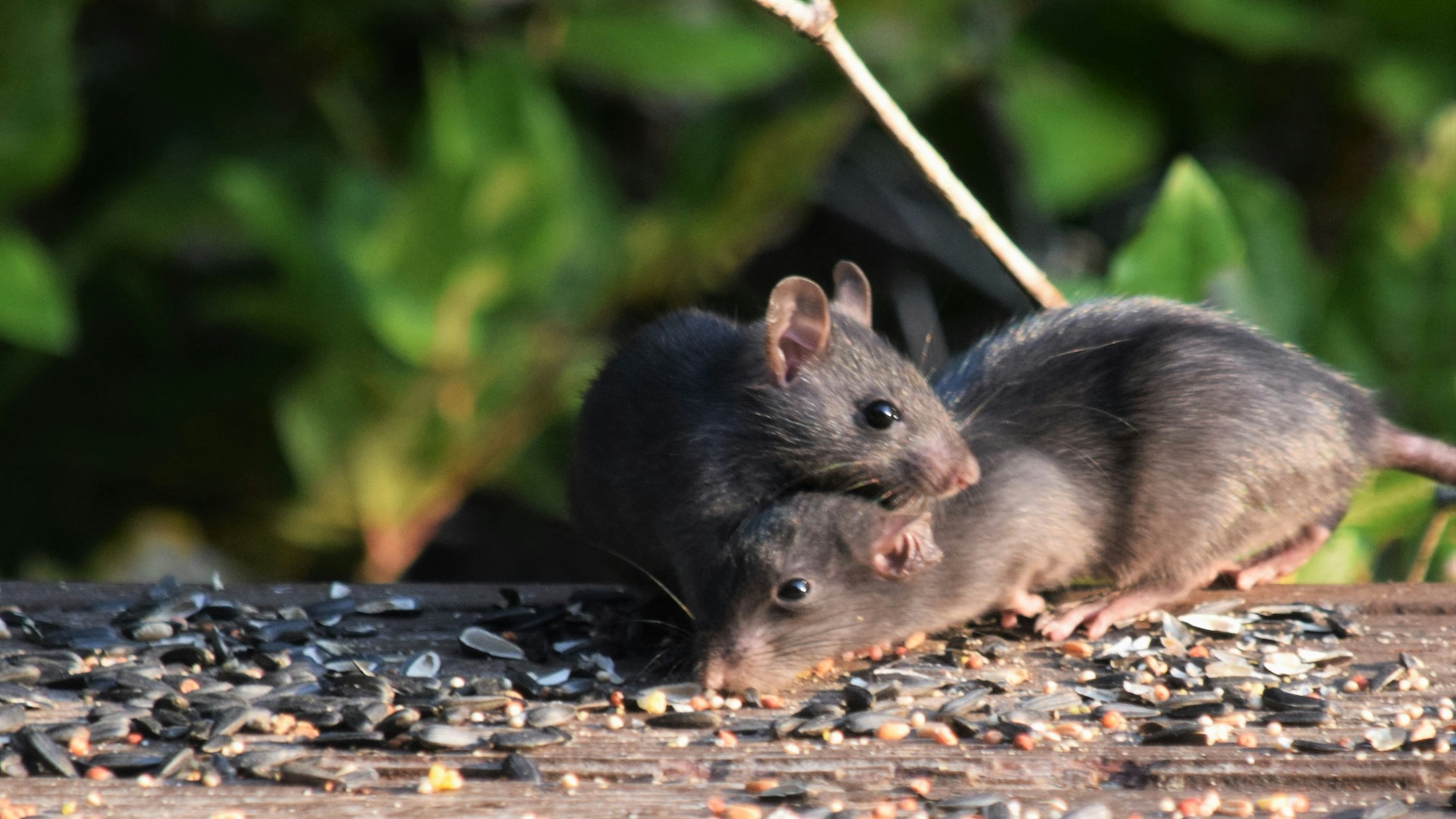 Toronto holds its title as Canada's most rat-infested city yet again