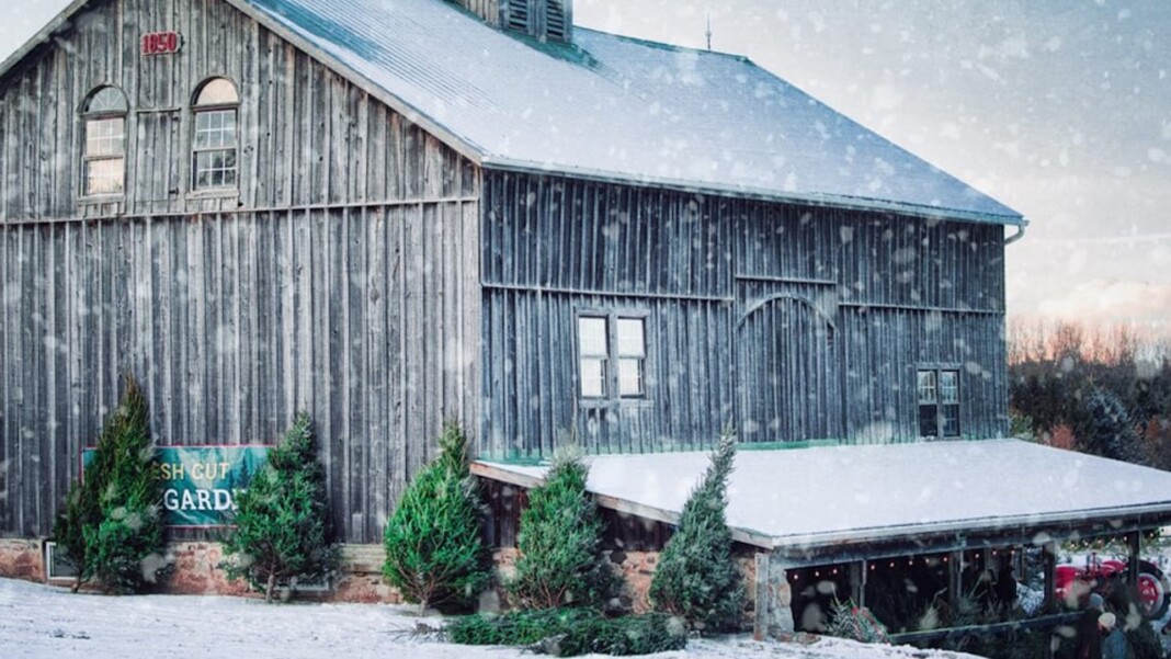 Here are the best Christmas tree farms near Toronto - Streets Of Toronto