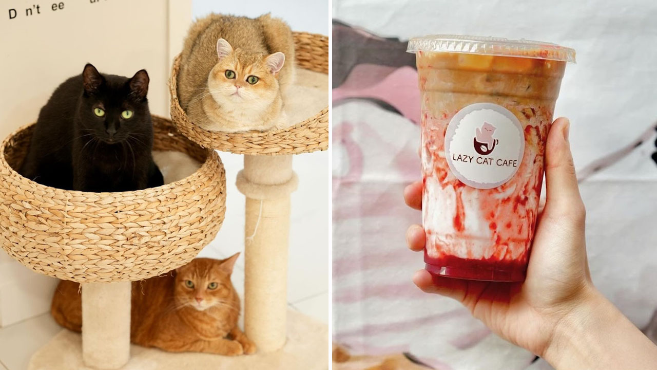 This new café on Queen west lets you sip coffee and cuddle adoptable cats