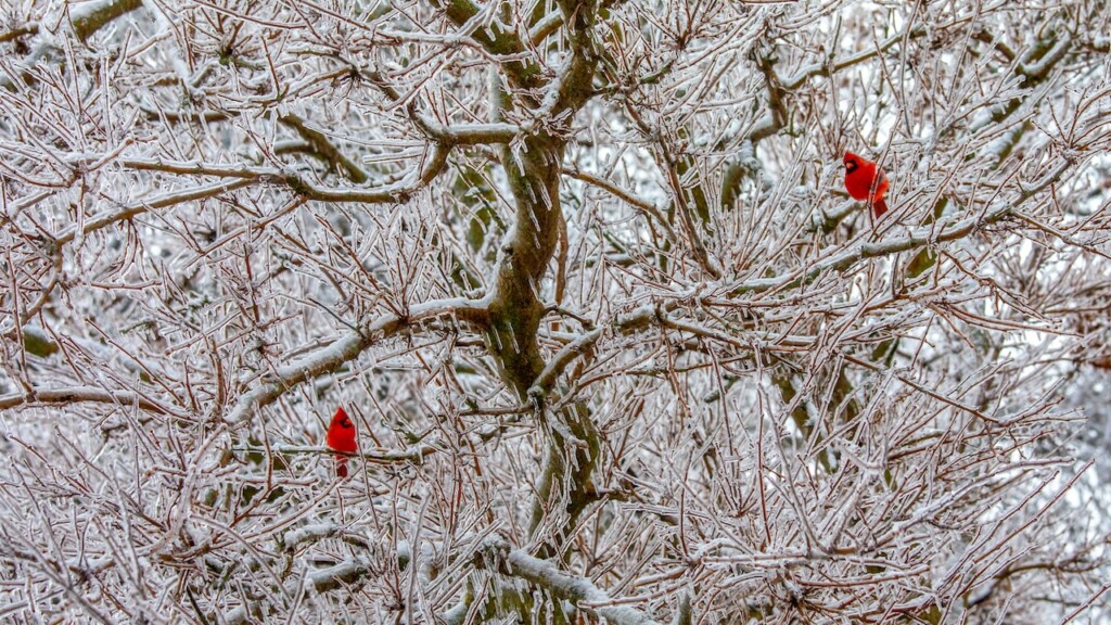 A ‘potent’ spring ice storm will hit Toronto this weekend - Streets Of ...