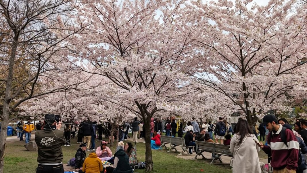 The best places to see cherry blossoms in peak bloom around Ontario