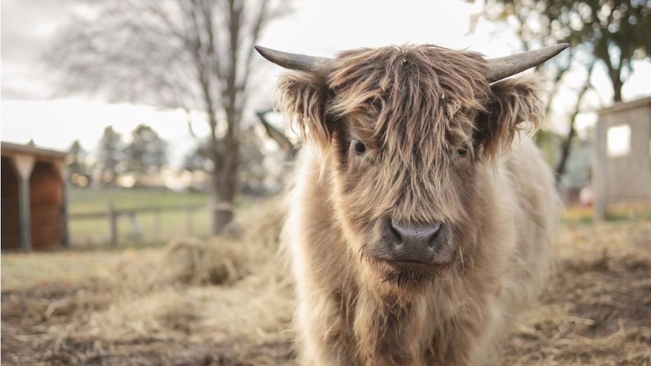 7 overnight farm stays near Toronto for a perfect rural escape this ...