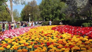The biggest tulip festival in the world is happening in Ontario this ...