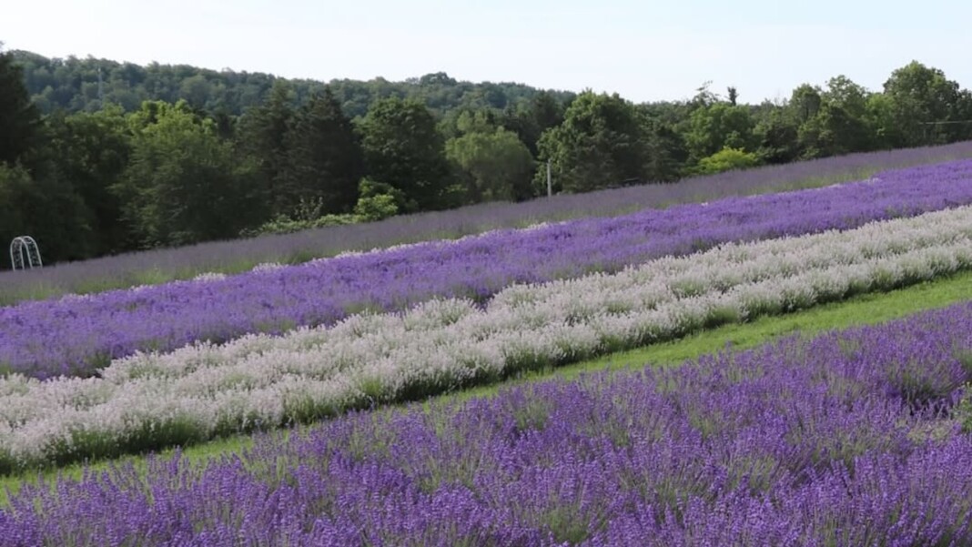 The best lavender fields and farms in Ontario to visit during peak bloom