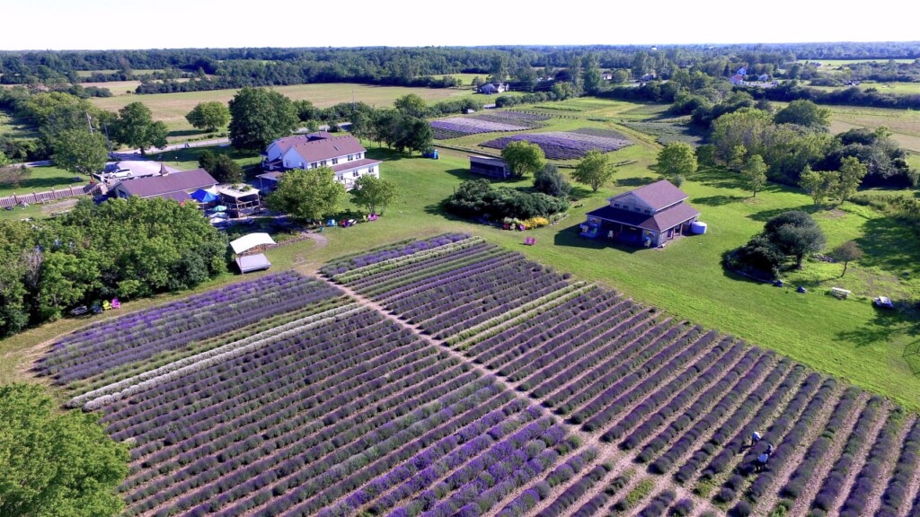 The best lavender fields and farms in Ontario to visit during peak bloom