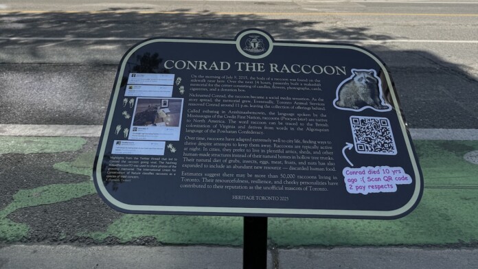 Conrad the Raccoon gets his own permanent Heritage Toronto memorial ...