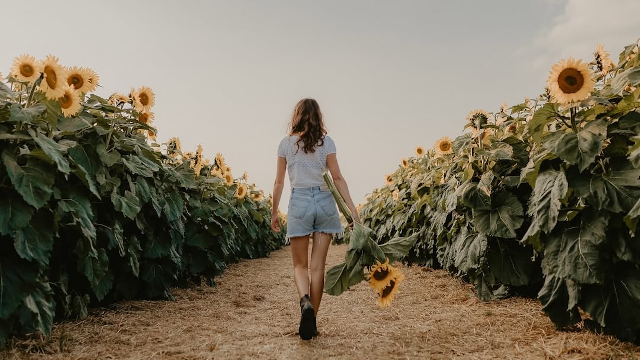 10 incredible sunflower farms and fields to visit near Toronto this ...